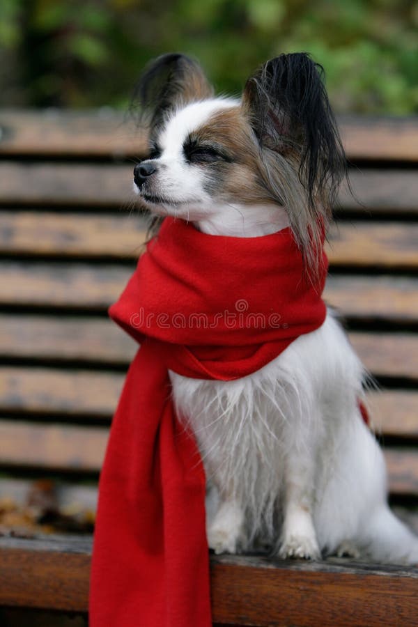 Papillon dog stock image. Image of outside, male, outdoor - 12413279