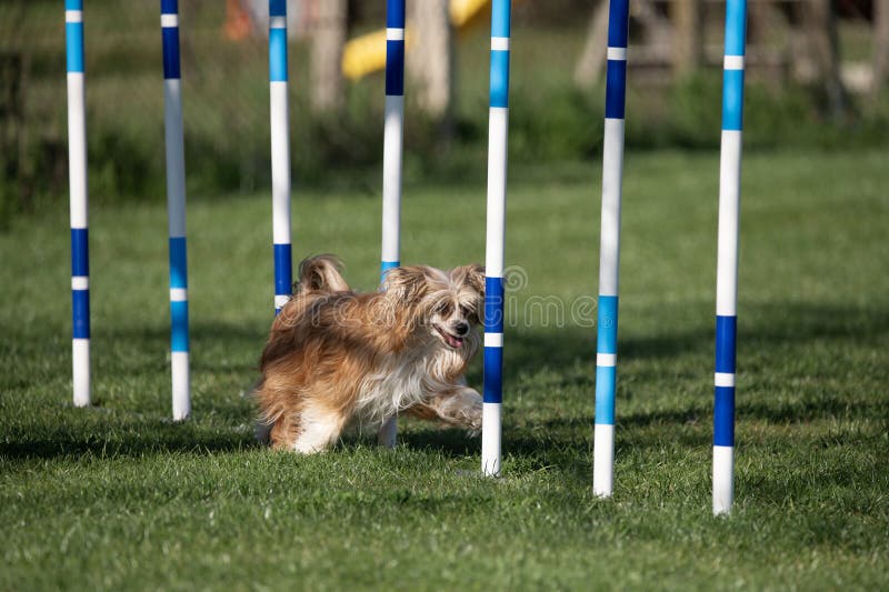 Papillon Dog at Agility Competitions. Stock Image - Image of playground ...