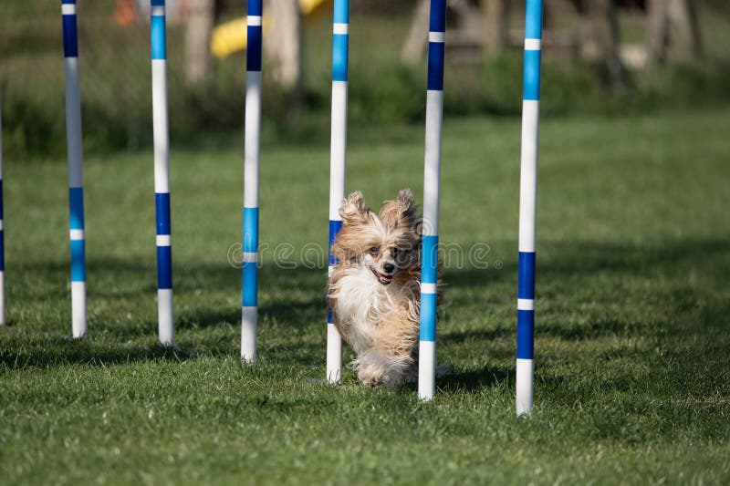 Papillon Dog at Agility Competitions. Stock Image - Image of nature ...