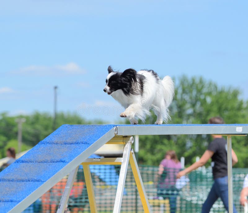 Papillon at a Dog Agility Trial Stock Image - Image of canine, color ...