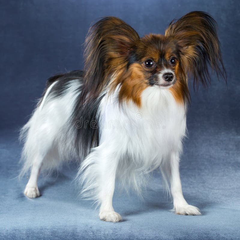 Papillon Dog on a Blue Background Stock Photo - Image of fluffy ...