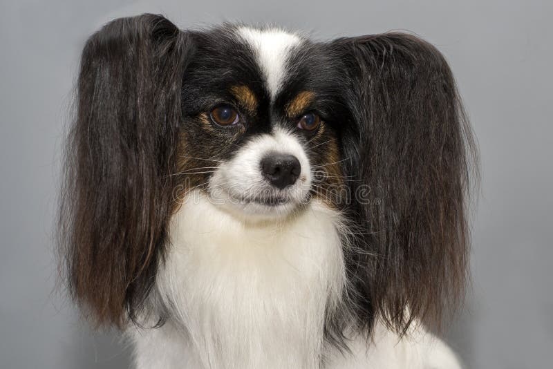 Papillon Dog .Continental Toy Spaniel Stock Image - Image of breed ...