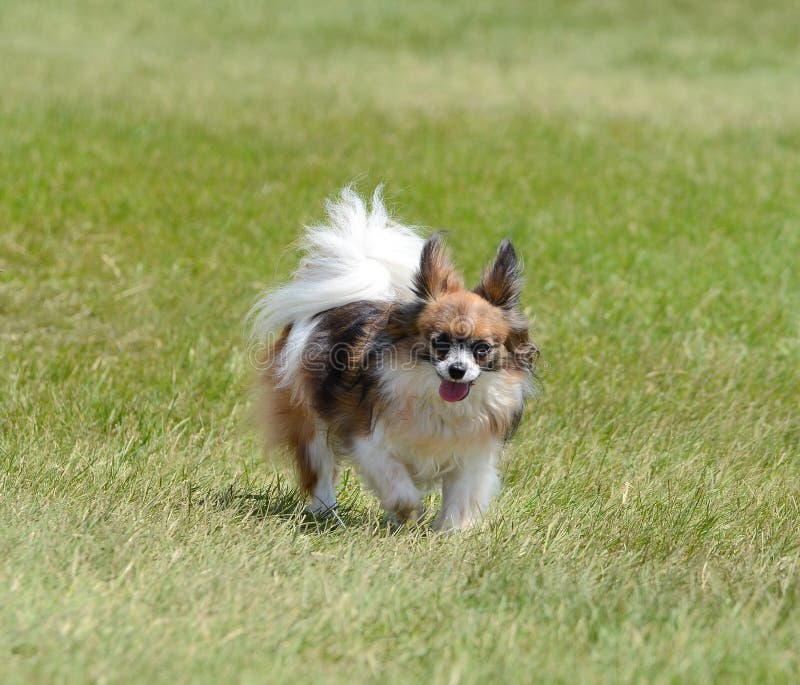 Papillon Dog on a Lawn stock image. Image of outside - 70106341