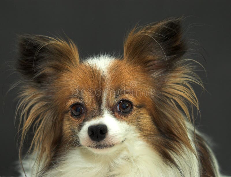Papillon dog stock image. Image of breed, side, stood - 25354983