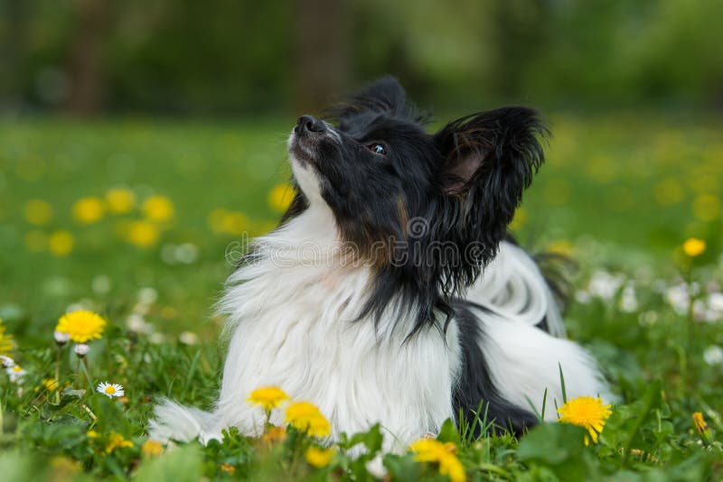 Papillon Dog Lying in a Spring Meadow Stock Photo - Image of meadow ...