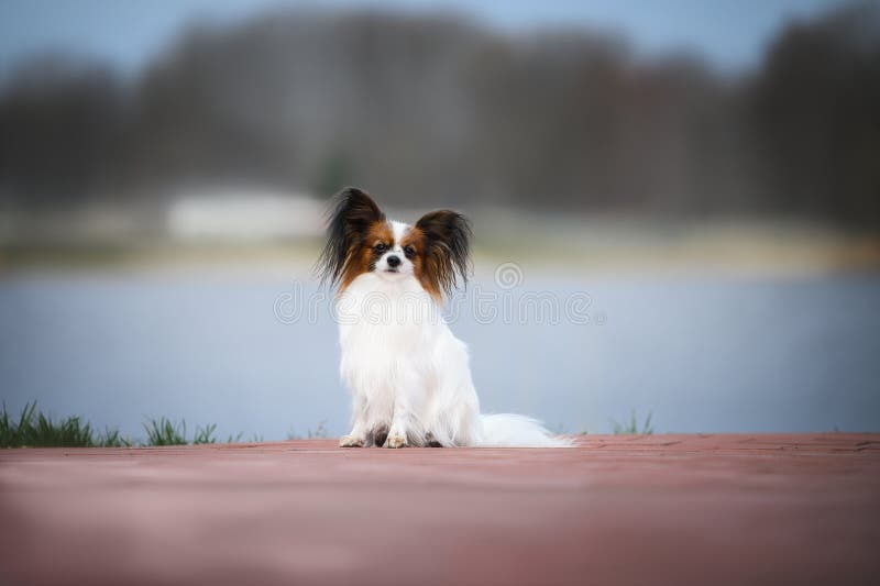 Papillon Dog Sitting Outdoors in Spring Stock Photo - Image of outdoor ...