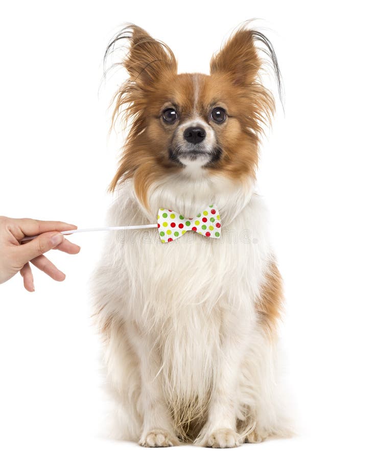 Papillon with a Funny Bow, Isolated on White Stock Photo - Image of ...