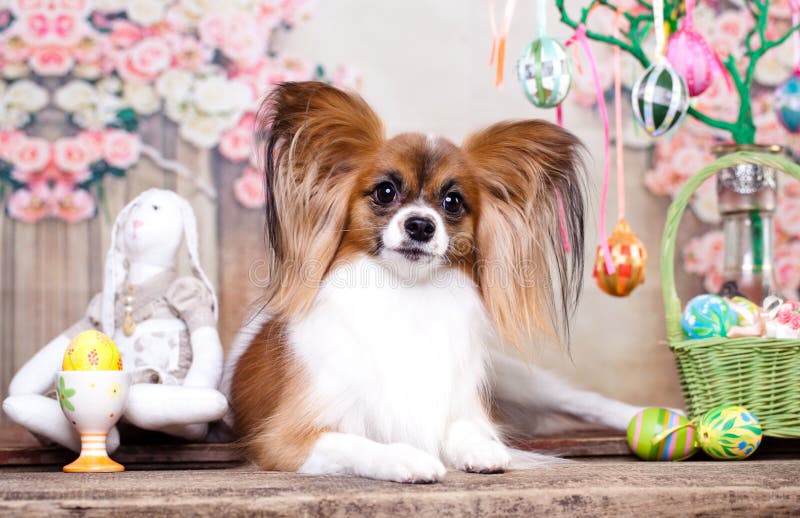 Vlinderhond, Papillon-puppy's Stock Afbeelding - Image of leugen ...