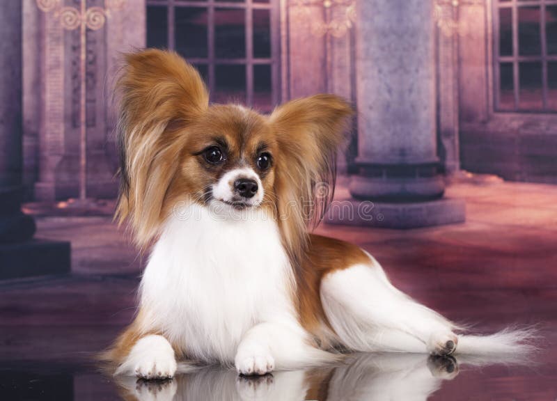 Fjärilshund, Papillonvalpar Fotografering för Bildbyråer - Bild av vän ...