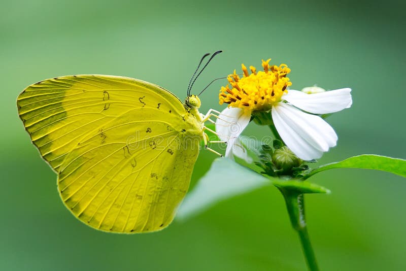 Papillon jaune image stock. Image du animaux, faune, aile - 37694431