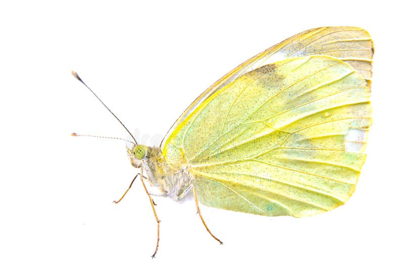 Papillon Jaune-clair Sur Un Fond Blanc Image stock - Image of nature ...