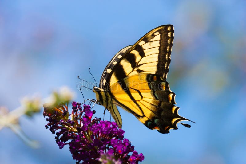 Papillon Jaune Lumineux De Machaon Image stock - Image of doux, faune ...