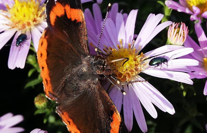 Papillon mange du nectar image stock. Image du coléoptères - 254776053