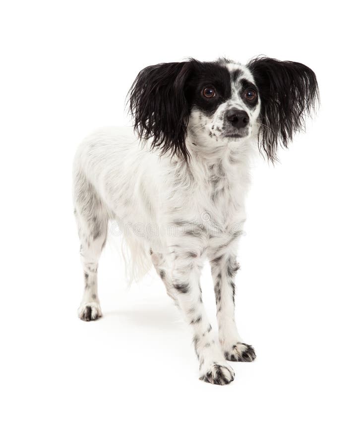 Papillon Mix Breed Dog Standing Stock Image - Image of space, center ...