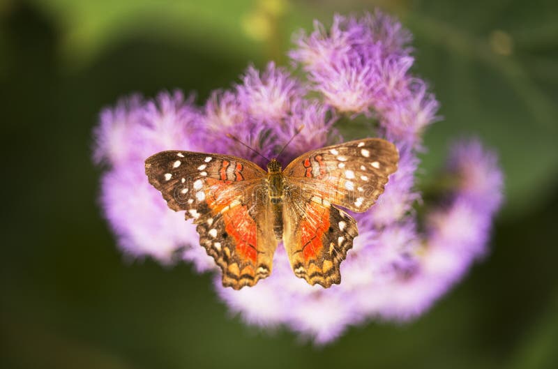 Deux Papillons Oranges Dans La Maison De Papillon Photo stock - Image ...