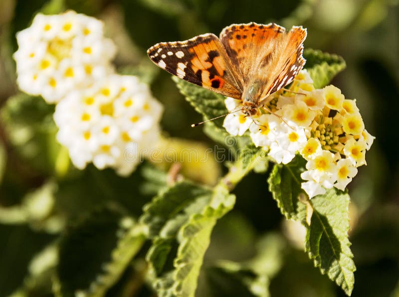 Papillon orange image stock. Image du papillons, ressort - 64243567