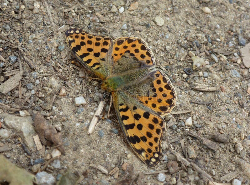 Papillon Orange Avec Les Points Noirs Photo stock - Image du papillon ...