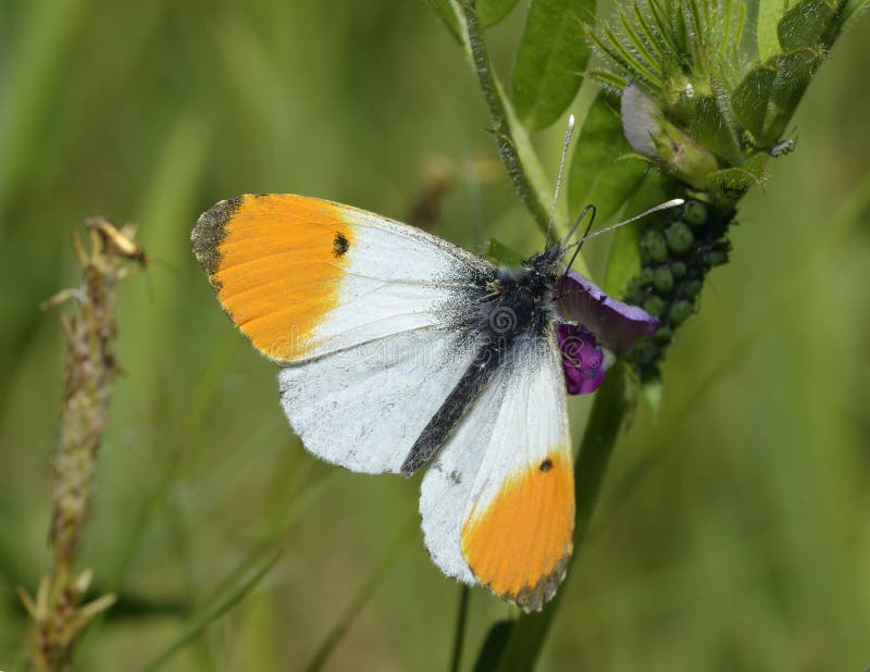 Papillon orange de bout photo stock. Image of lumineux - 31557038