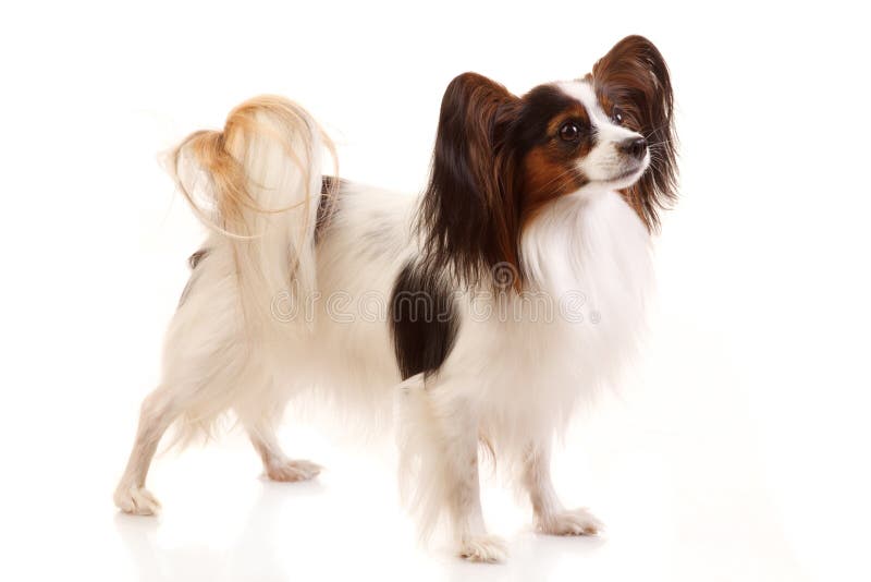 Psi papillon portret obraz stock. Obraz złożonej z uroczy - 3085515