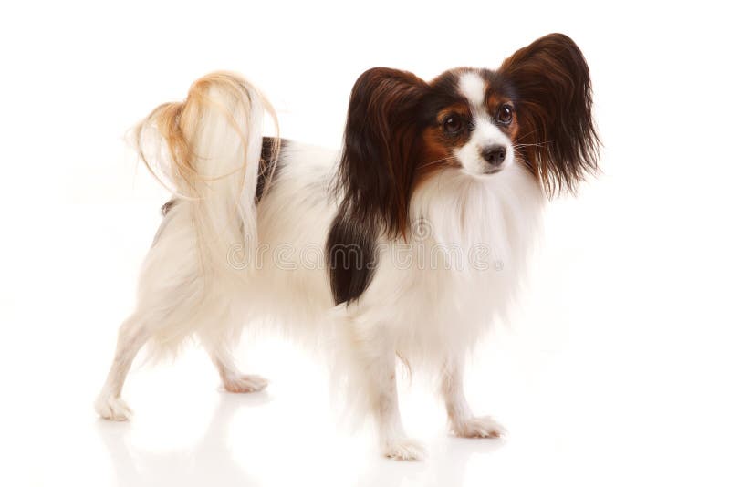 Pies. Dwa Szczeniaki Papillon Na Białym Tle Zdjęcie Stock - Obraz ...