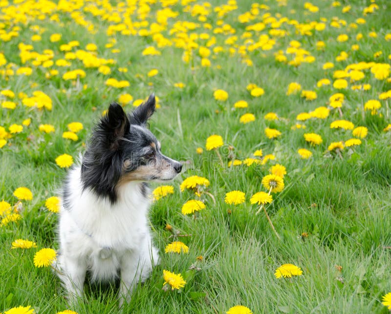 Papillon Posing in Dandelion Meadows Stock Image - Image of cute, maple ...