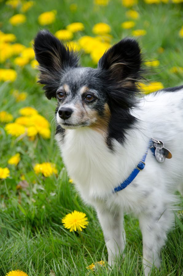 Papillon Posing in Dandelion Meadows Stock Image - Image of rural, curb ...
