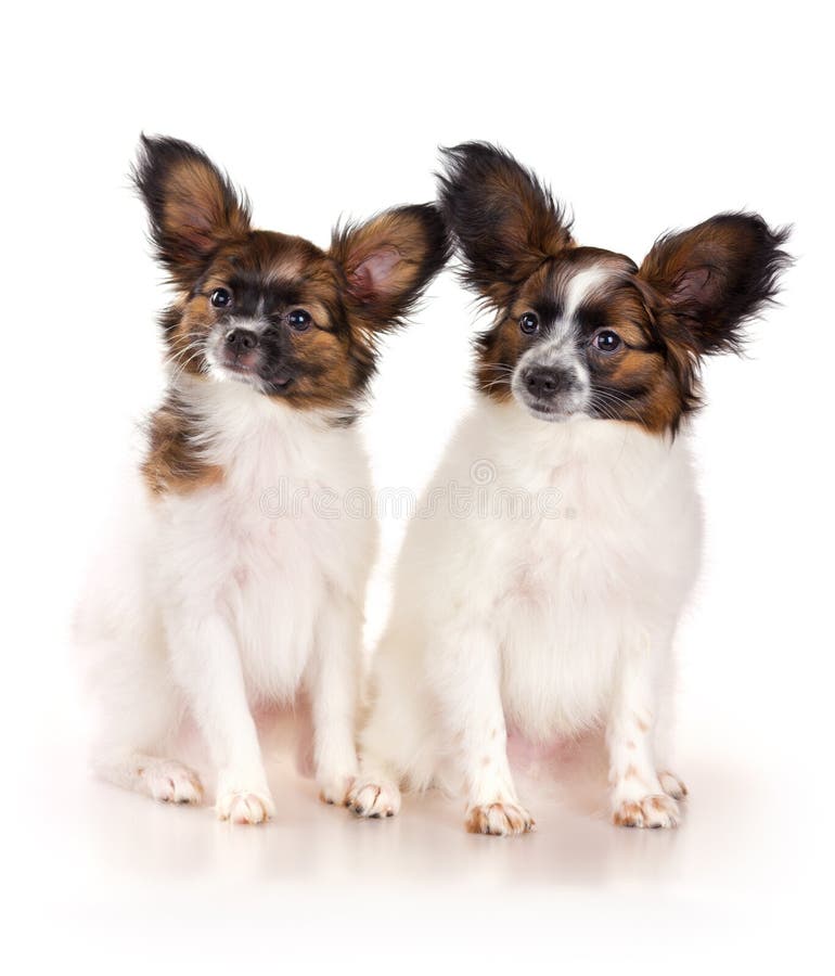 Cute Papillon puppies stock photo. Image of white, pups - 14128394