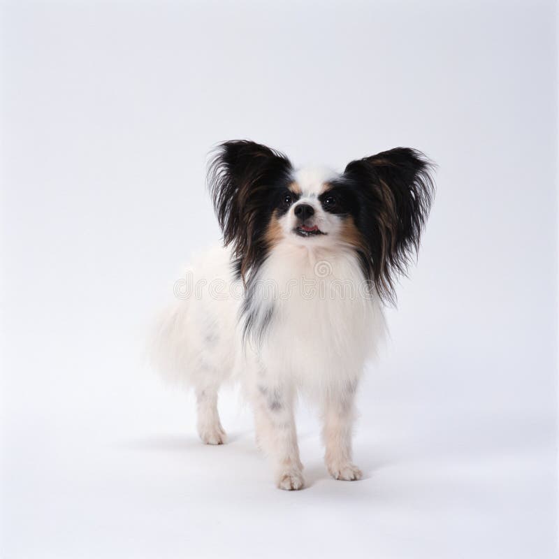 Dog japanese chin stock photo. Image of puppy, white, brown - 1113360