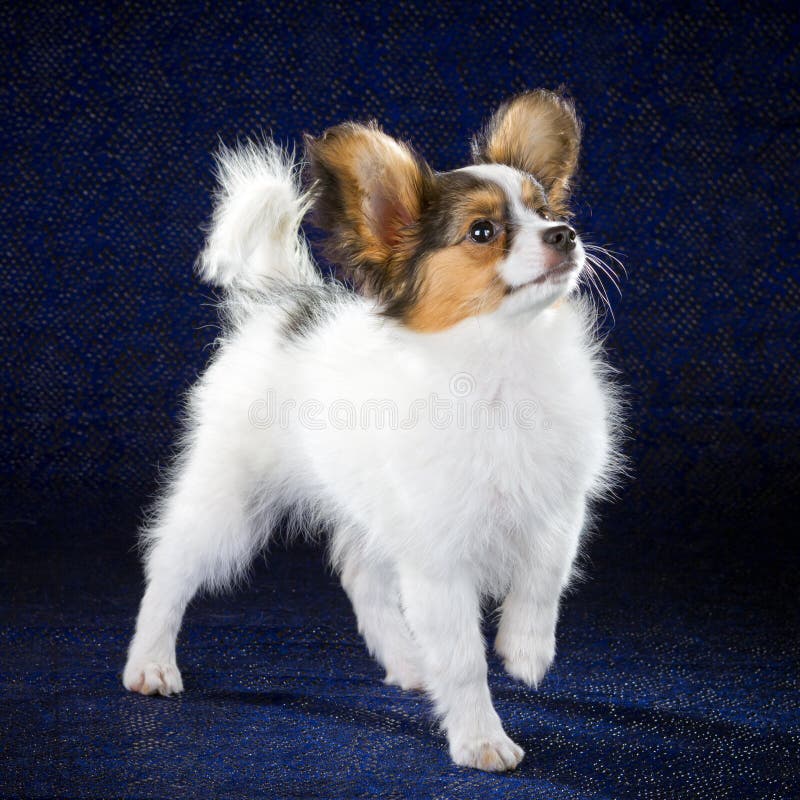 Papillon puppy stock image. Image of mammal, young, papillon - 18215249