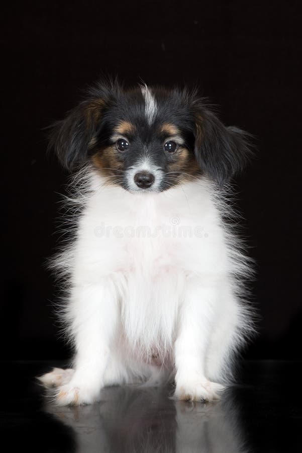 Papillon Puppy Posing on Black Stock Image - Image of young, ears: 72051909