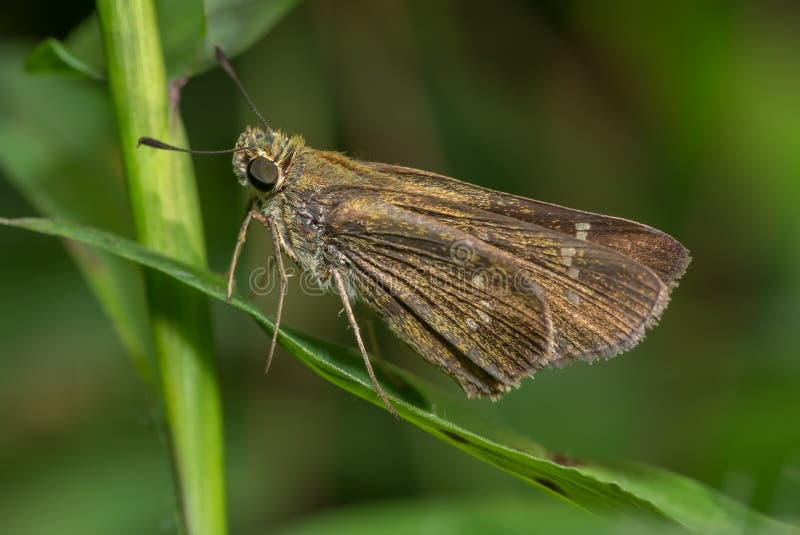 Insectes de riz photo stock. Image du antenne, animal - 53853508
