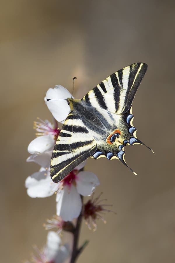 Papillon rare de machaon image stock. Image du rare, voile - 39843213