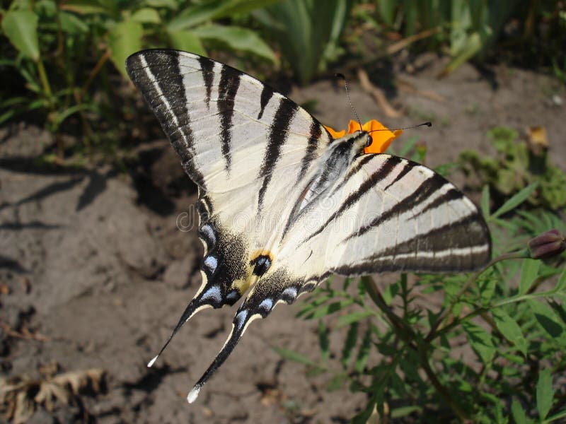 Papillon Rare De Machaon (machaon De Poire-arbre) Photo stock - Image ...