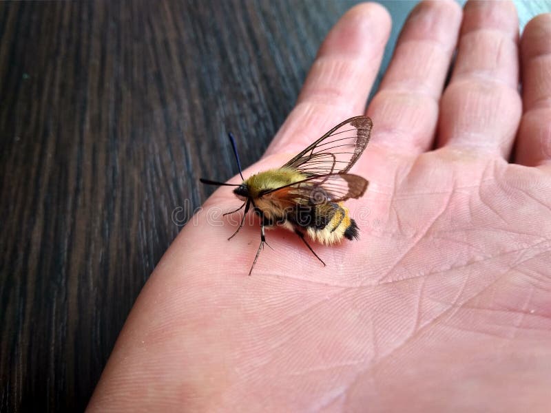 Papillon Rare Hawk Moth Sur La Main De L'homme Image stock - Image du ...