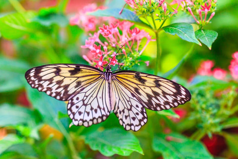 Un Papillon De Maie De Goliath Birdwinge Se Reposant Sur La Fleur Photo ...