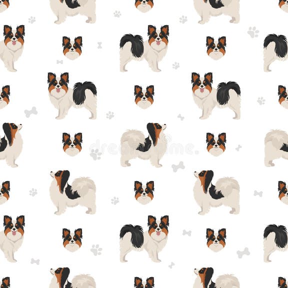 Papillon Seamless Pattern. Different Poses, Coat Colors Set Stock ...