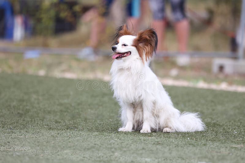 Papillon Sitting at Agility Course Stock Photo - Image of sable, little ...