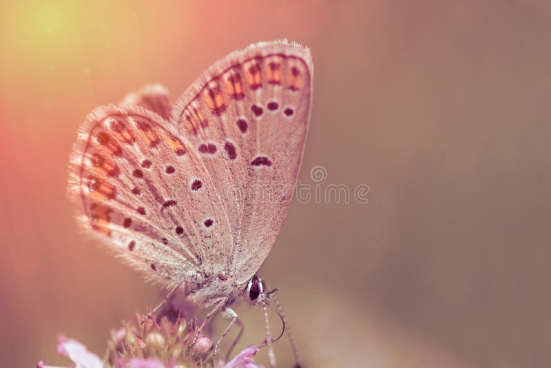 Papillon sur la fleur rose image stock. Image du anomalie - 56044227