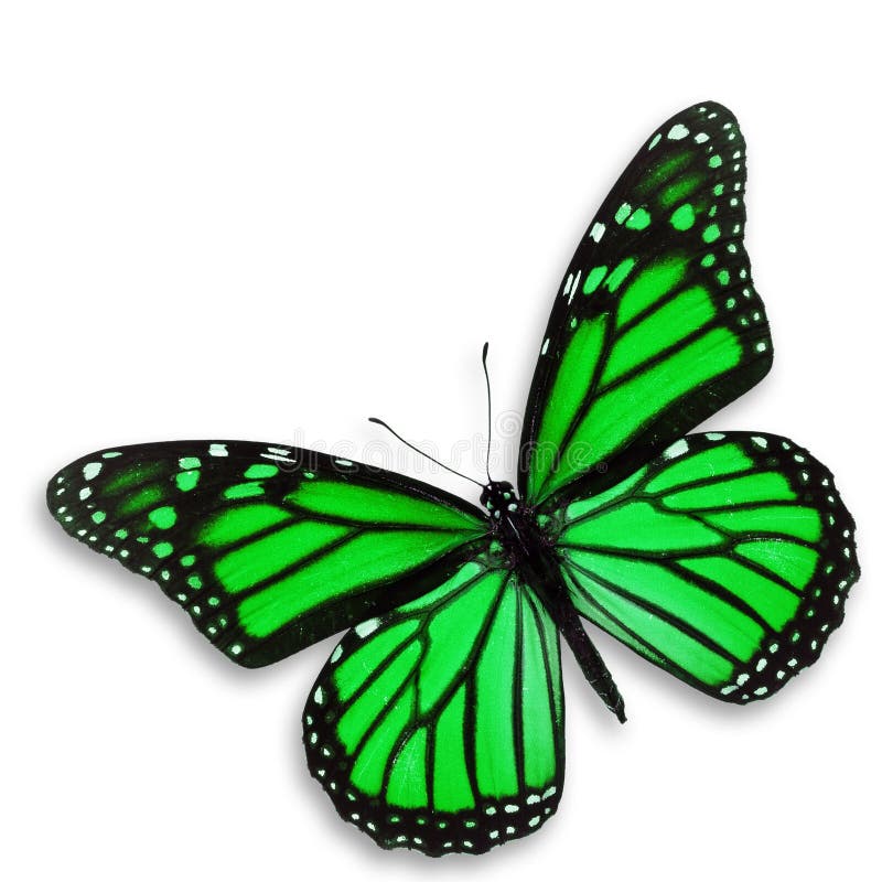 Papillon vert image stock. Image du faune, aile, couleur - 46589309