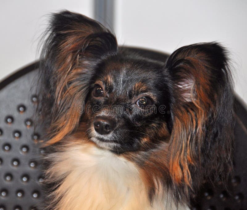 Papillon - Hond Wit En Brindle Jas Aan De Zijkant Stock Afbeelding ...