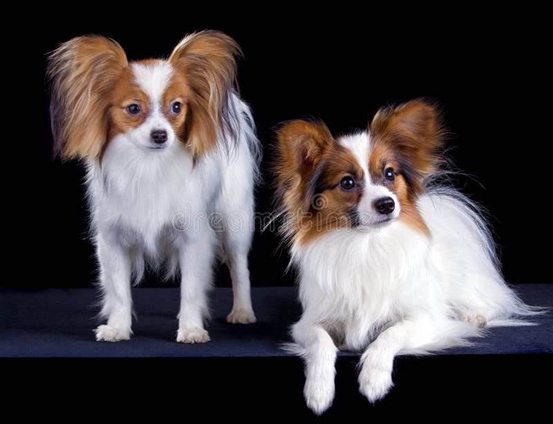 Pies. Dwa Szczeniaki Papillon Na Białym Tle Zdjęcie Stock - Obraz ...