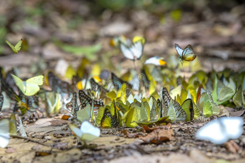 529 Photos de Papillons Multicolores - Photos de stock gratuites et ...