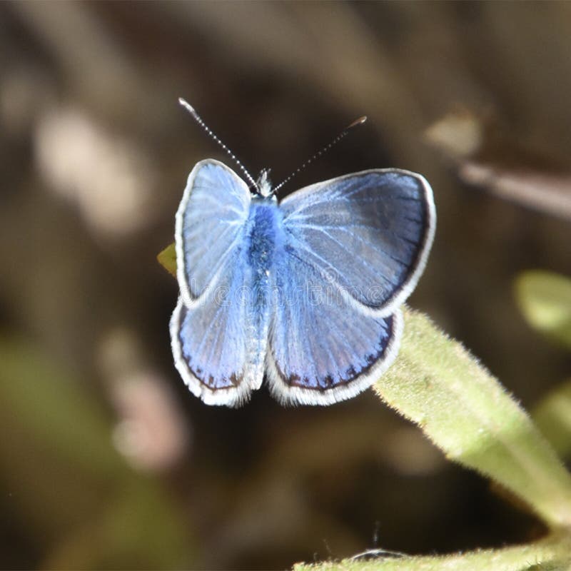 Papillons stock image. Image of papilons, funny, green - 239100585