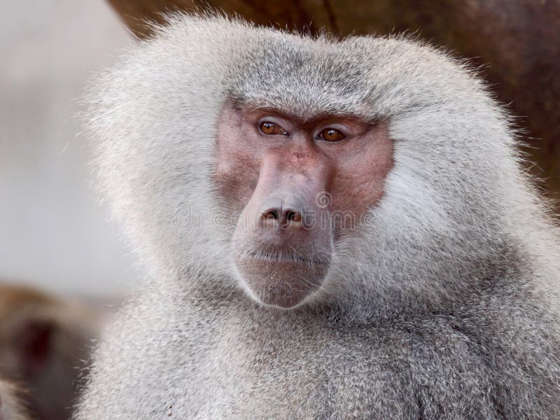 Papio stock image. Image of hairy, recreation, park, safari - 29573555