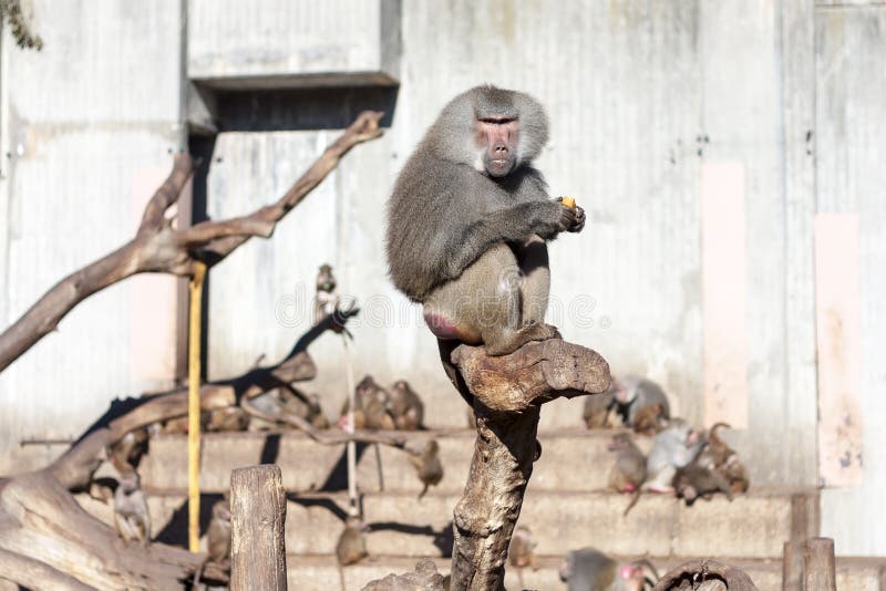 Papion baboon stock photo. Image of brown, monkey, social - 53502608