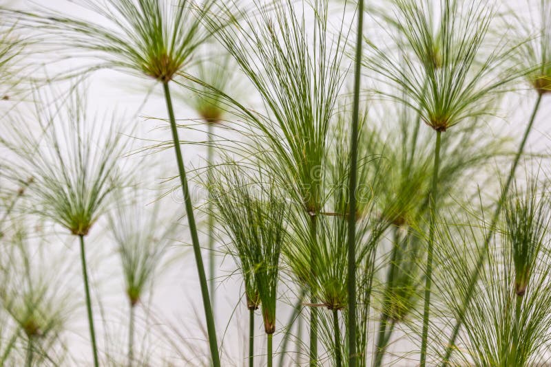 Papirus obraz stock. Obraz złożonej z egipt, papier, roślina - 98733273