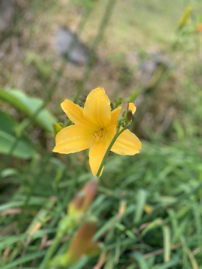 Papo amarillo stock photo. Image of papo, flor, panama - 266535392