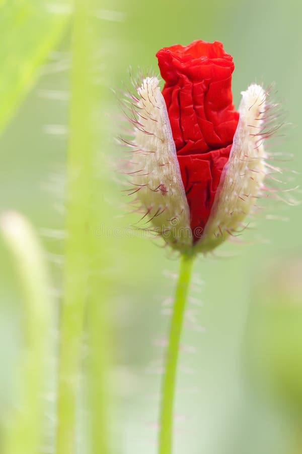 Bud De Uma Flor De Papoila Fechada Em Um Grande Campo De Papoila Imagem ...