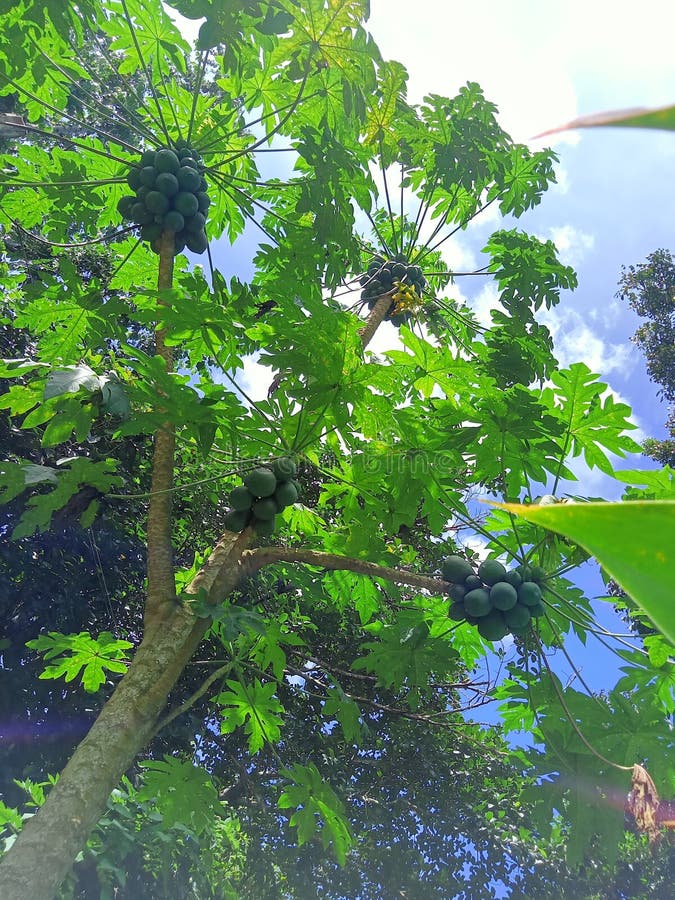 Papow Tree, Papaya Tree in Sky Back Ground Stock Image - Image of food ...