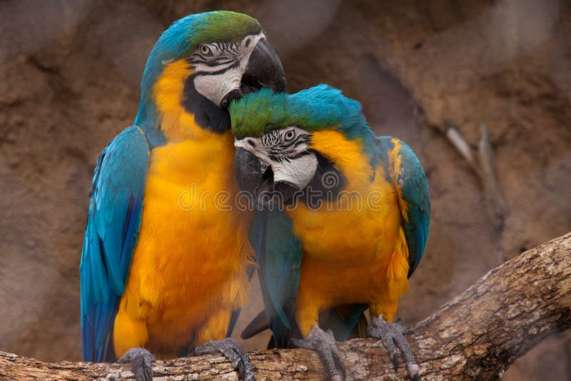 Pappagalli Rossi Che Si Governano Sul Ramo, Vegetazione Verde Nel Fondo ...